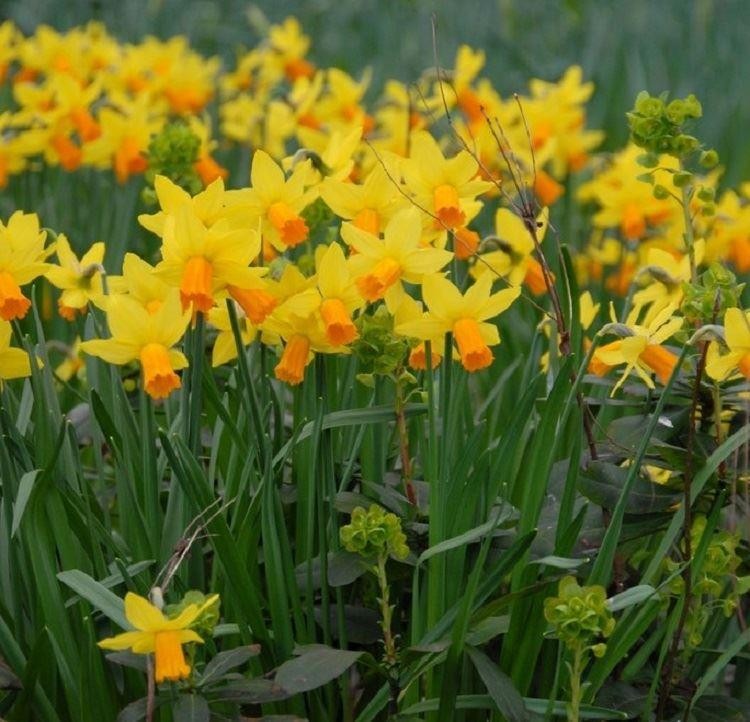 Jetfire Dwarf Daffodils Bulbs - Pack of 40