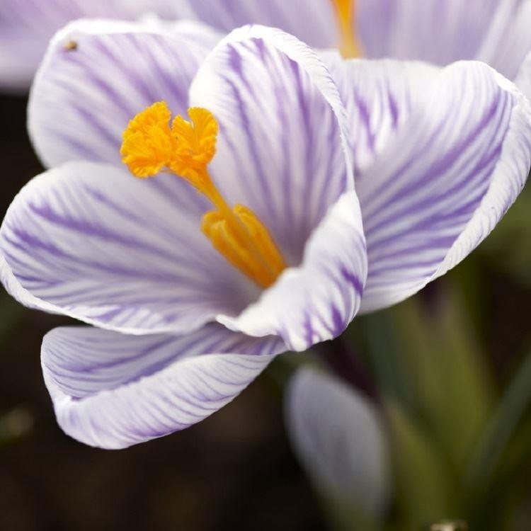 Crocus Pickwick
