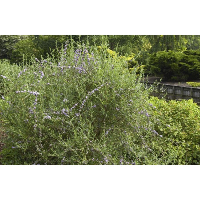 Buddleja alternifolia Unique - Buddleia Butterfly Bush - LARGE