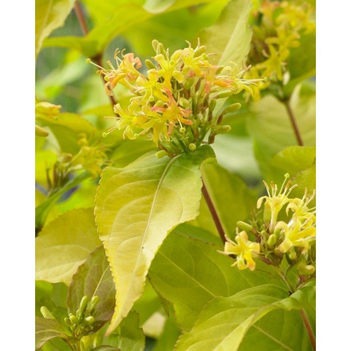 Diervilla rivularis Honeybee