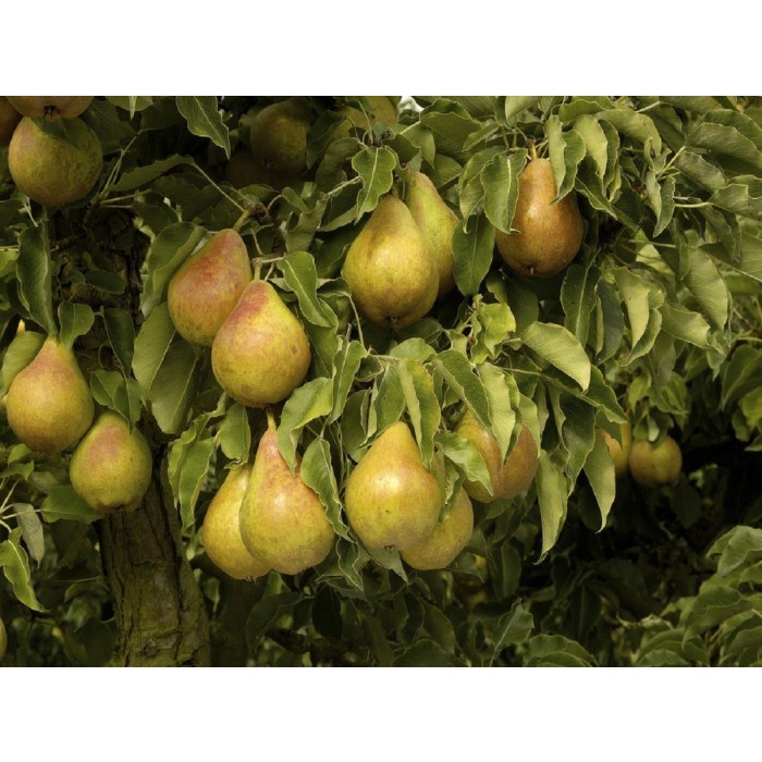 PEAR TREE - Multi-Variety Fruit Tree - PEAR - 5 varieties on one Tree!