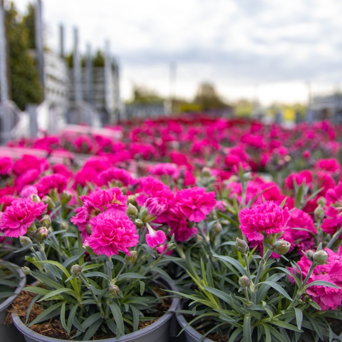 Dianthus 'Early Bird' Sherbet - Cottage Garden Pink in Bud & Bloom