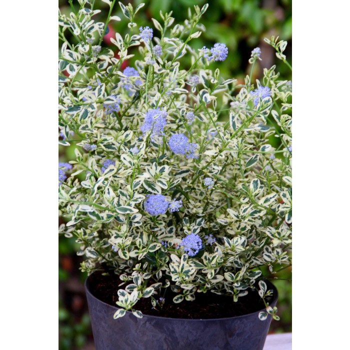 Ceanothus impressus Cool Blue - Hardy Variegated Victoria Ceanothus ...