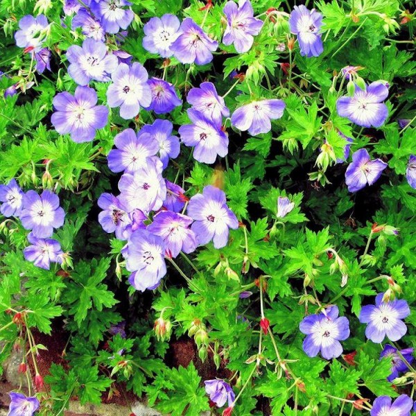 Hardy Geraniums