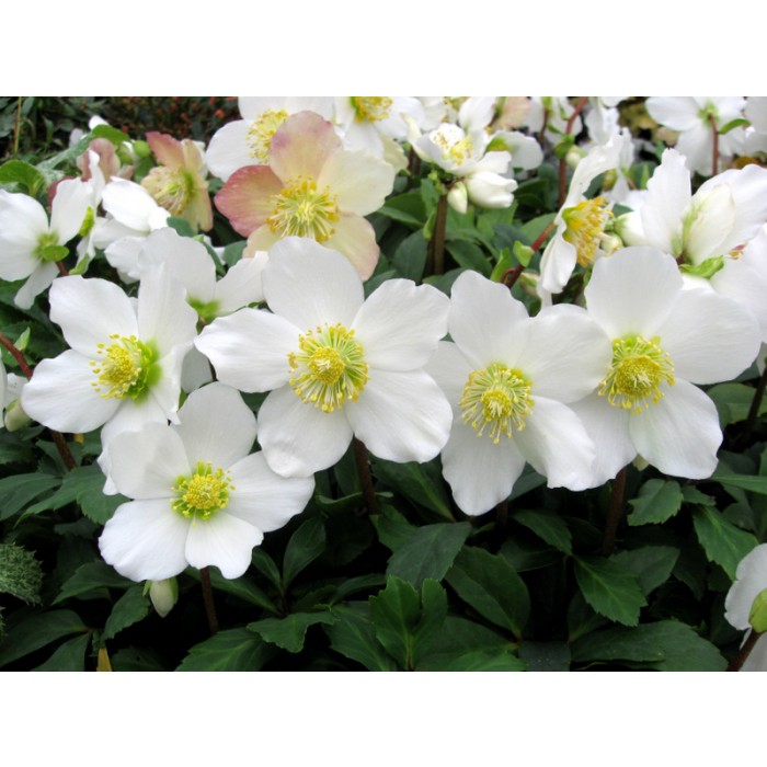 Helleborus niger - White Hellebore in Bud