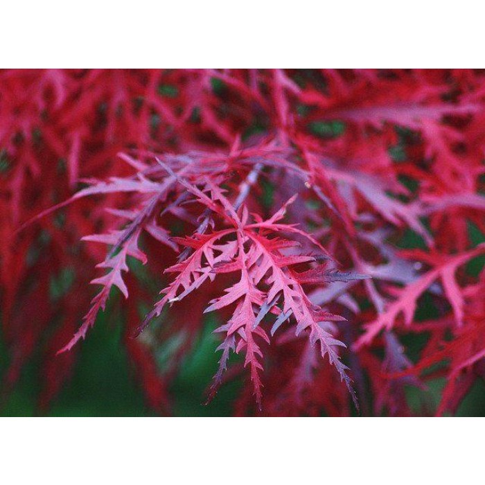 Large Specimen Acer palmatum dissectum Firecracker - Japanese Maple ...