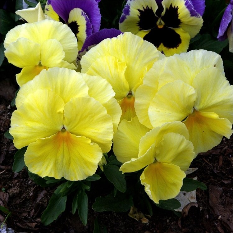 Pansy Colossus Lemon Shades - Pack of SIX Giant Flowered Pansy Plants