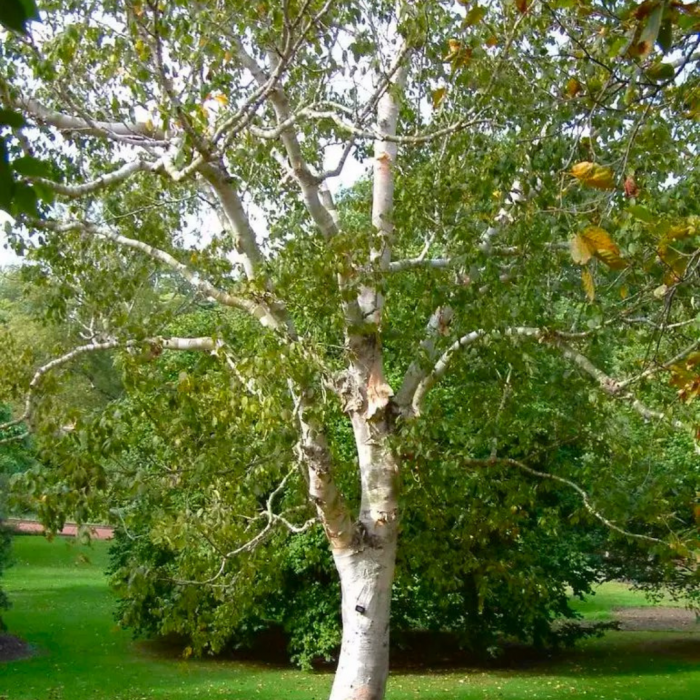 Betula pendula Spider Alley - Contorted Birch Tree - circa 120cms