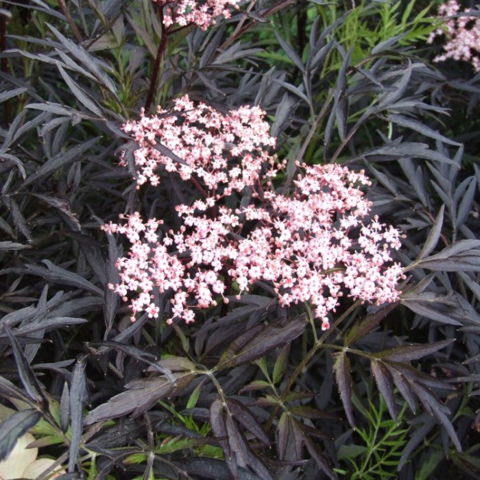 Sambucus nigra Black Lace - Black Elder Sambuca Plant - LARGE SPECIMEN