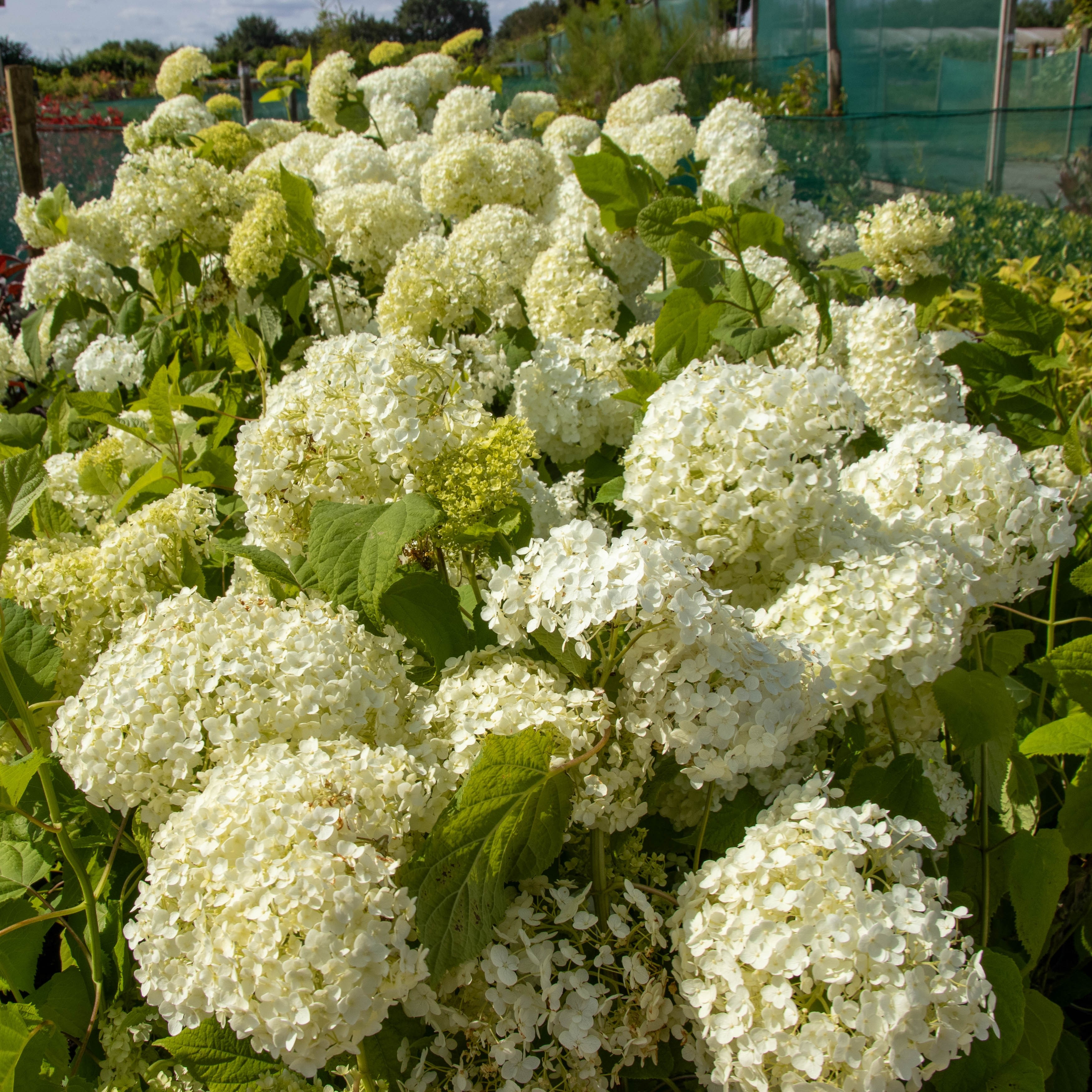 Hydrangea Annabelle - Pack of THREE Large Flowered Hydrangea Plants