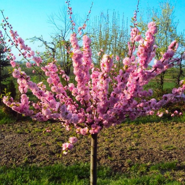 Large 5-6ft - Prunus triloba - Double Flowering Cherry-Almond TREE