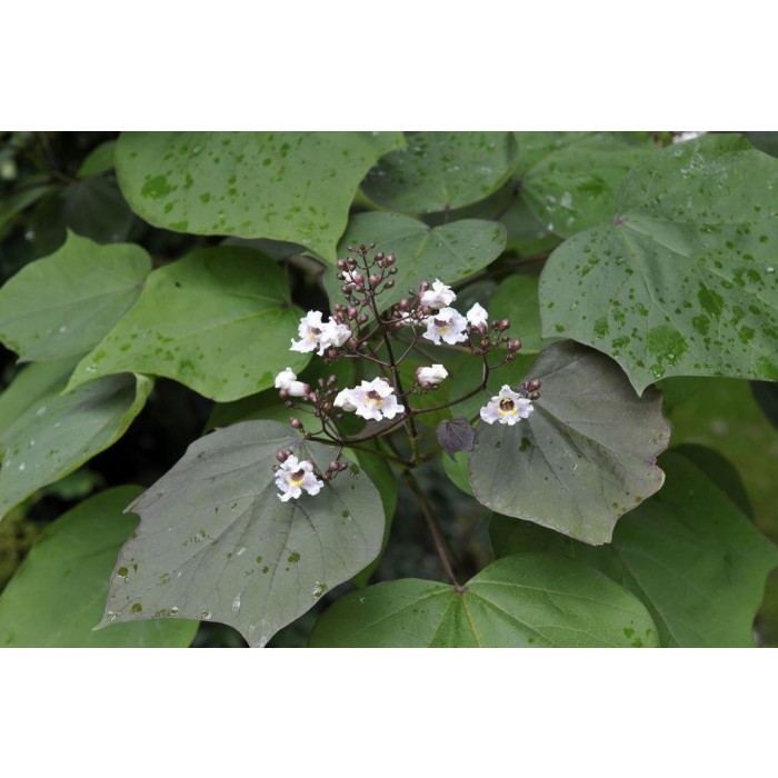 Catalpa erubescens Purpurea - Purple Indian Bean Tree