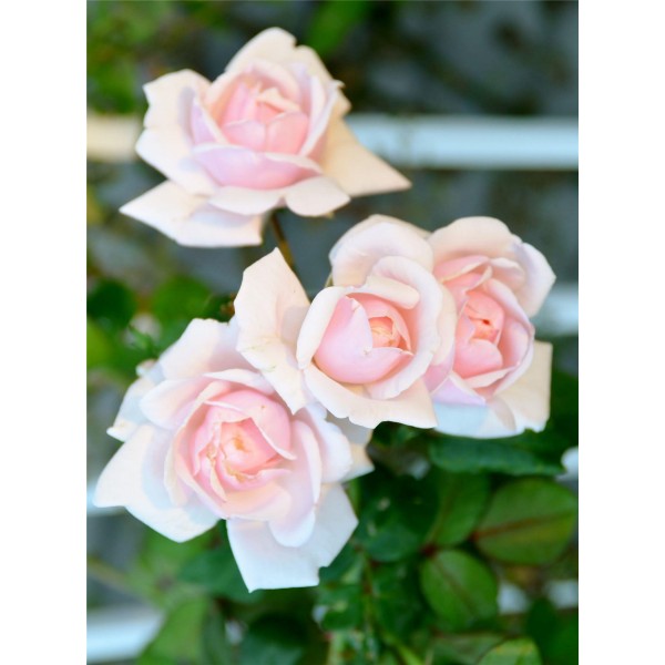 Page 2 | Climbing Roses for Sale UK | Gardening Express