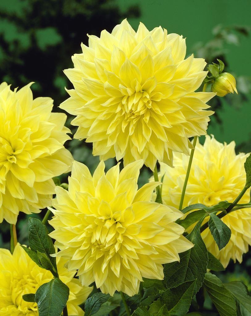 Dahlia Kelvin Floodlight