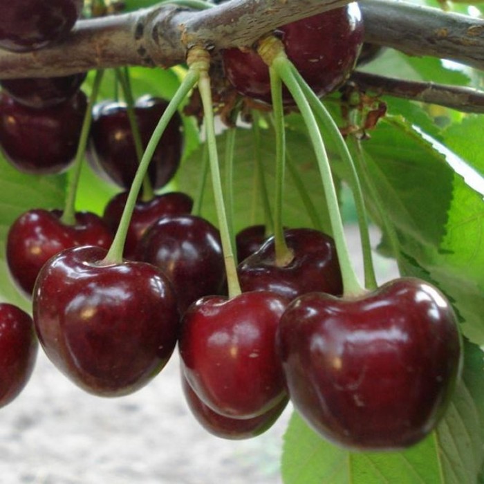 Dwarf Patio PILLAR Fruit Trees Mini Orchard Collection - 6 Different Trees