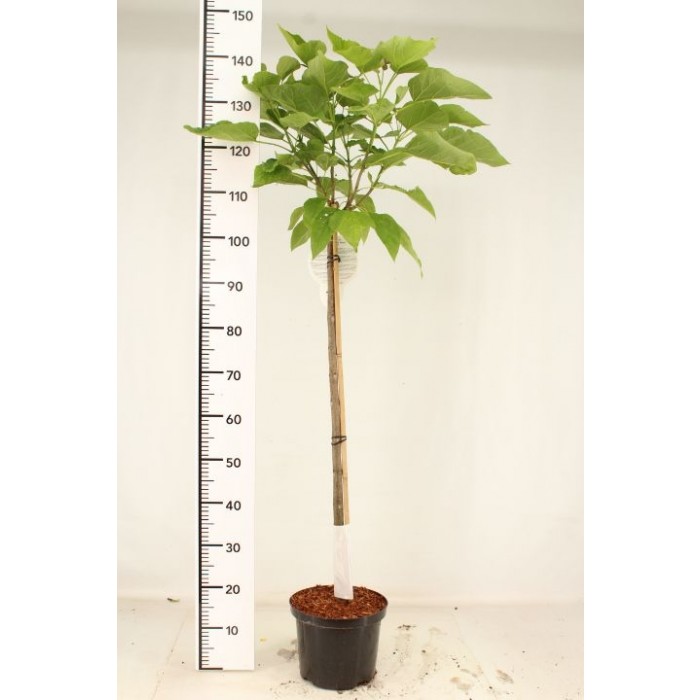 Catalpa Bignonioides Nana - Indian Bean Tree