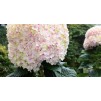 GIANT - Hydrangea 'Avant Garde' - Worlds Largest Hydrangea - In Bud ...
