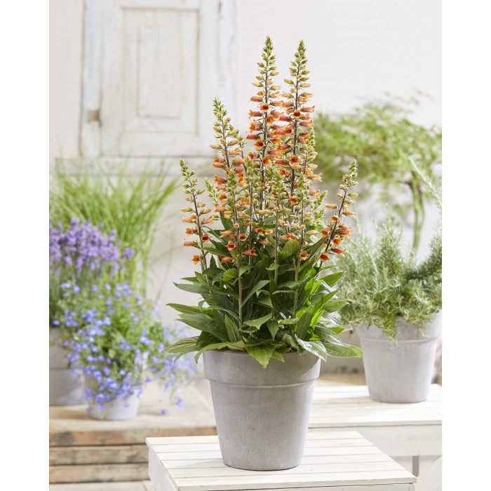 Digiplexis Firecracker - Foxglove