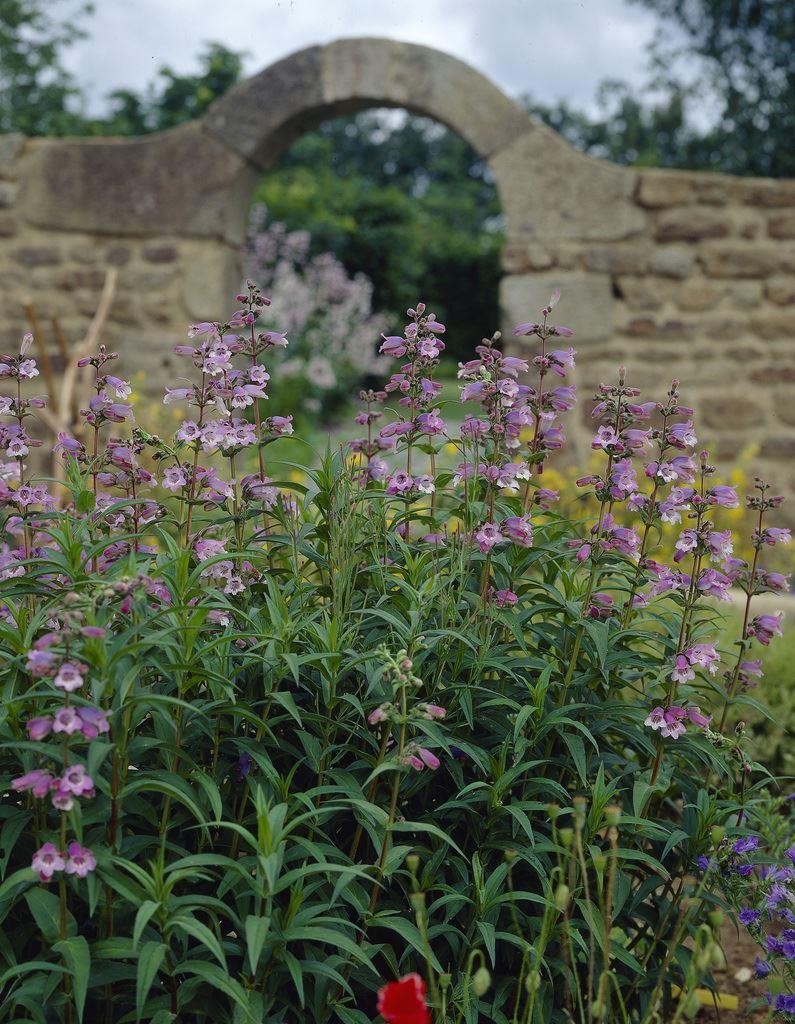 Penstemon Sour Grapes