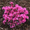 Azalea japonica Anouk - Evergreen Pink Azalea