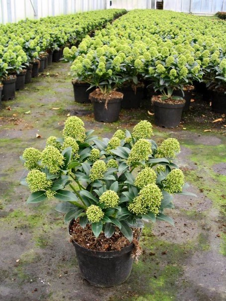 Skimmia japonica Finchy - Evergreen Plants in Bud