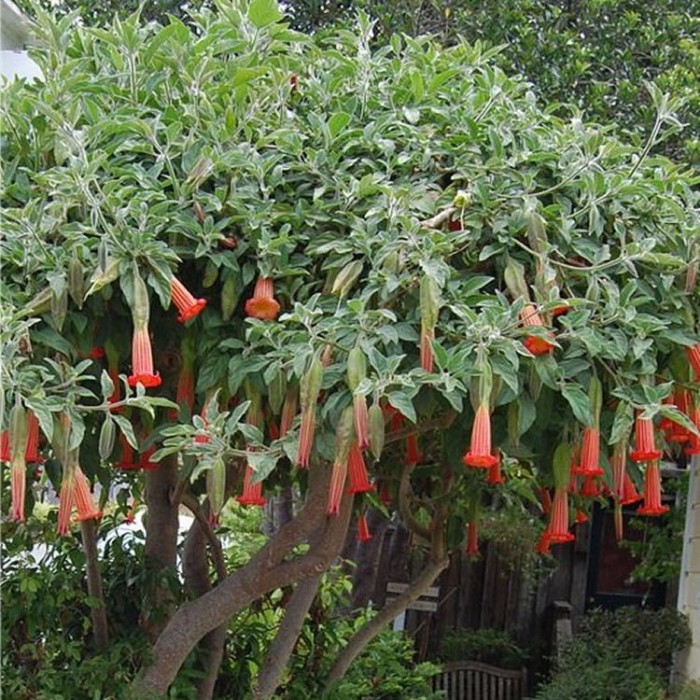 ORANGE-RED Angels Trumpet Plant - Brugmansia sanguinea