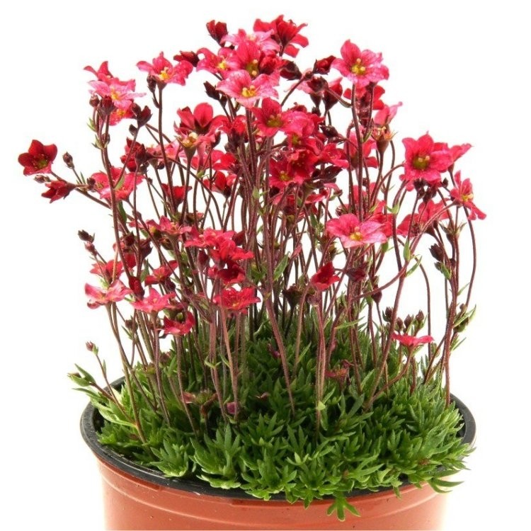 Saxifraga Mossy - Pack of SIX cushion Saxifrage Plants