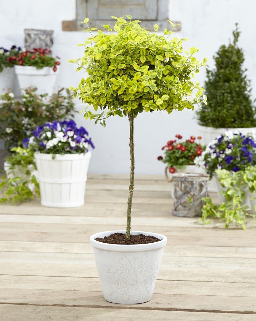 Pair of Euonymus Emerald & Gold - Golden Evergreen Standard Topiary Trees