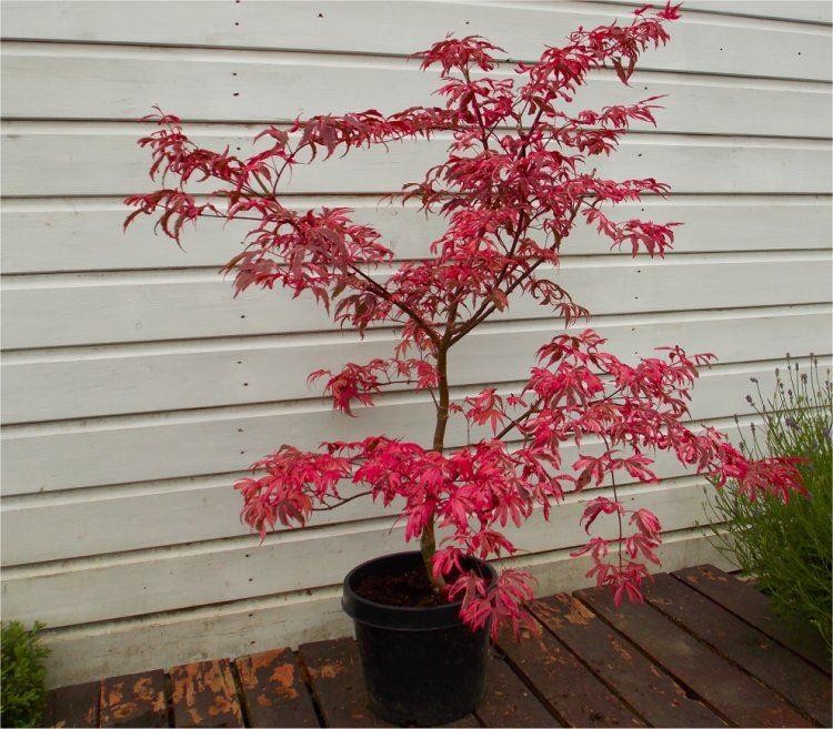 Acer palmatum Pink Passion - Striking Large Japanese Maple