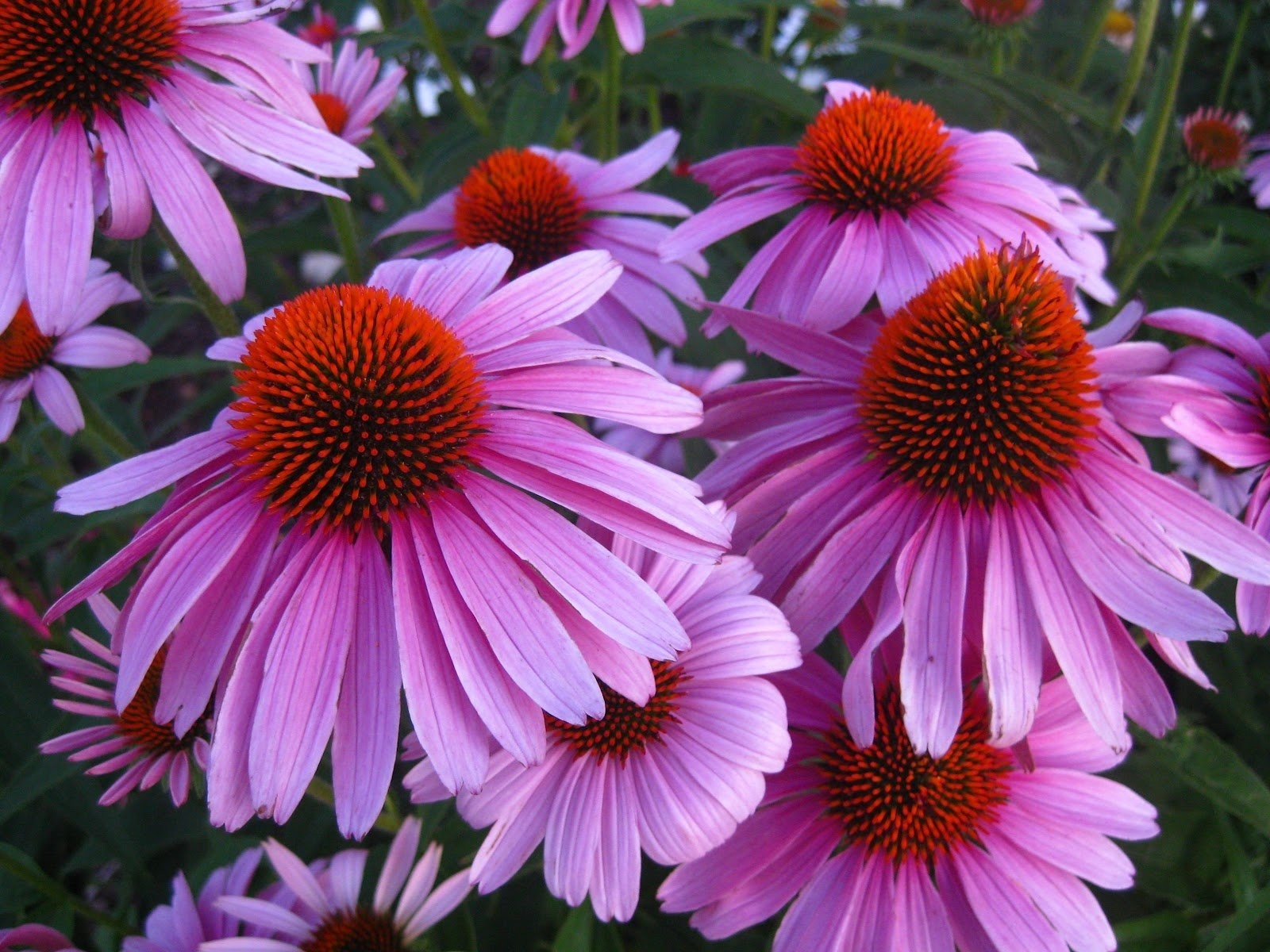 Echinacea Breeders Mix Sunny Colours Echinacea Plants - Pack of FIVE