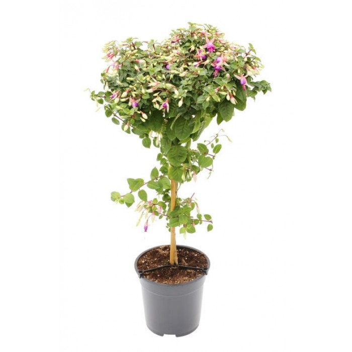 Patio Fuchsia Tree 'Lucky Dip' - End of Season Clearance