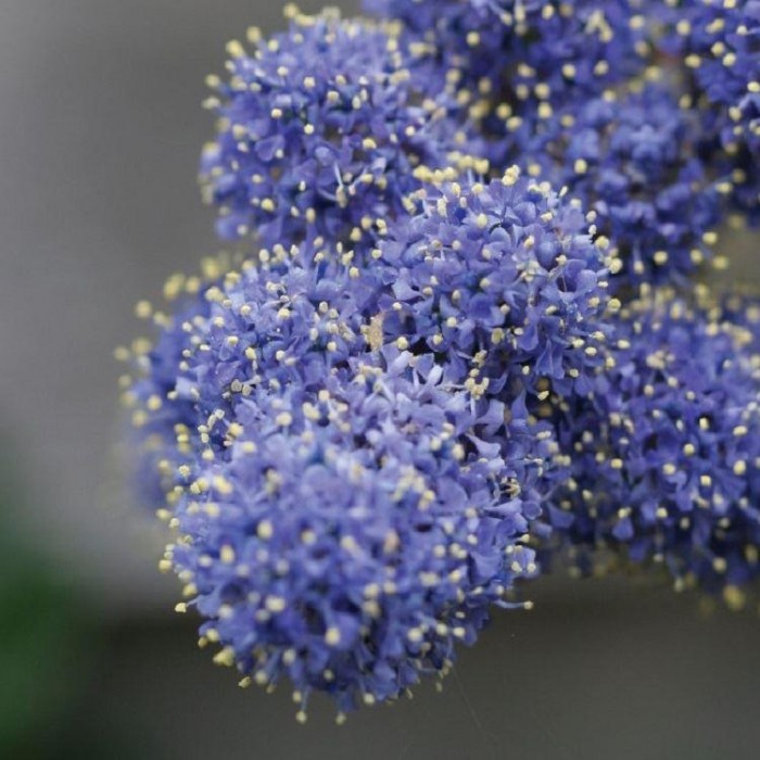 Ceanothus arboreus Trewithen Blue - Californian Lilac Tree