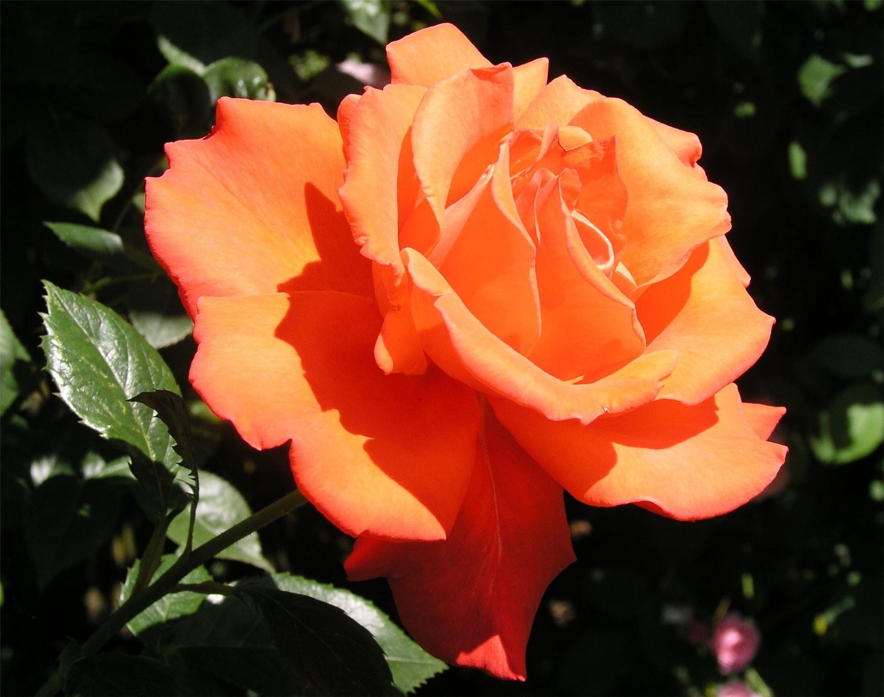 Rose Alexander - Hybrid Tea Rose