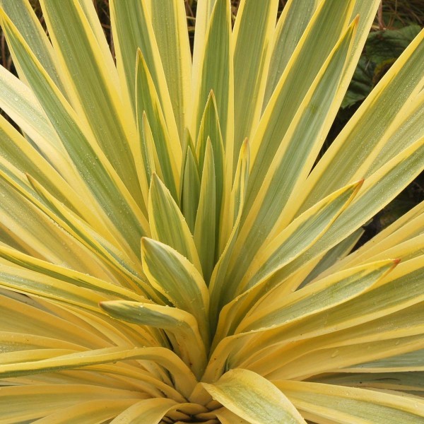 Yucca filamentosa - Adams Needle