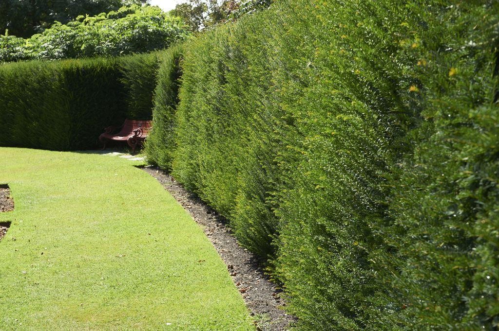 English Yew Hedge