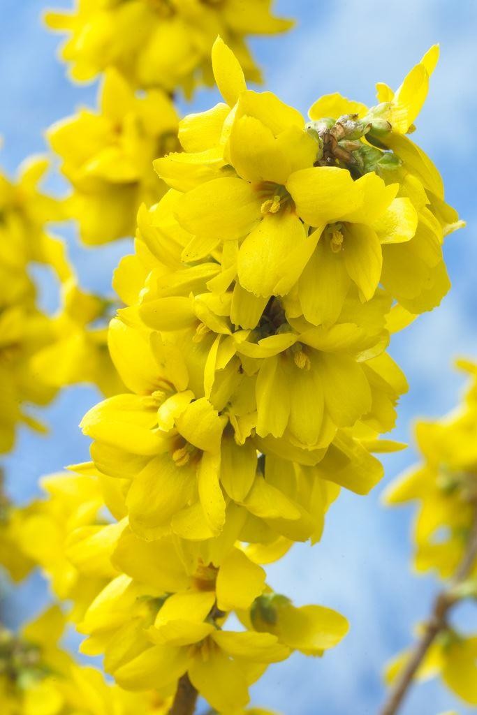 Forsythia intermedia Week-End - Large Standard Specimen Tree
