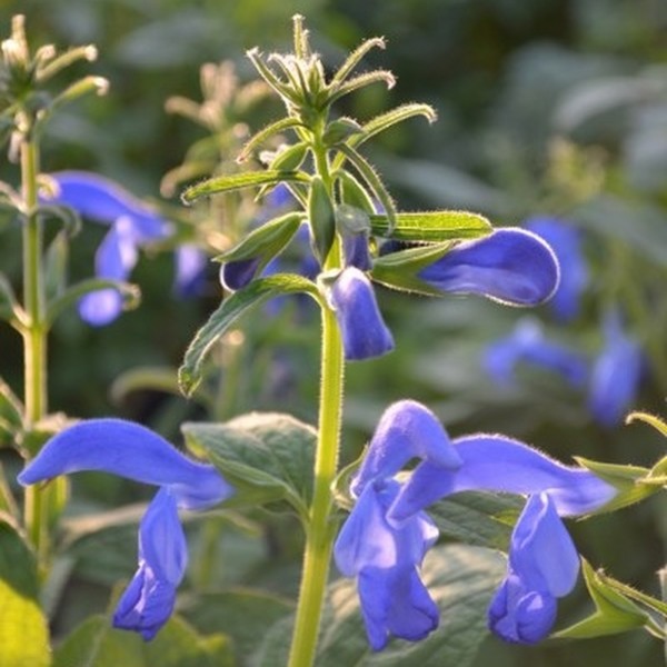 Salvia plants for sale | Ornamental Sage