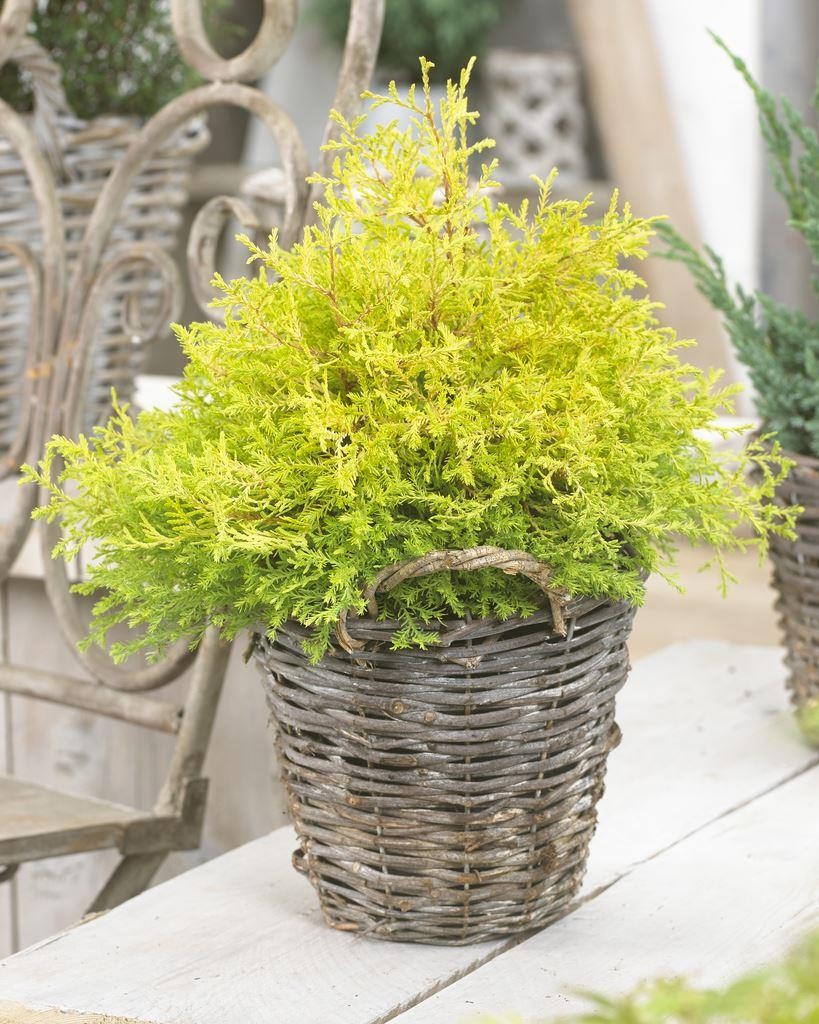 Thuja occidentalis Rheingold