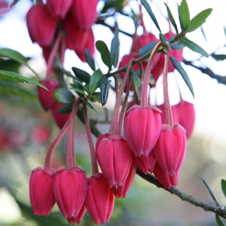Chilean Lantern Tree - Crinodendron hookerianum