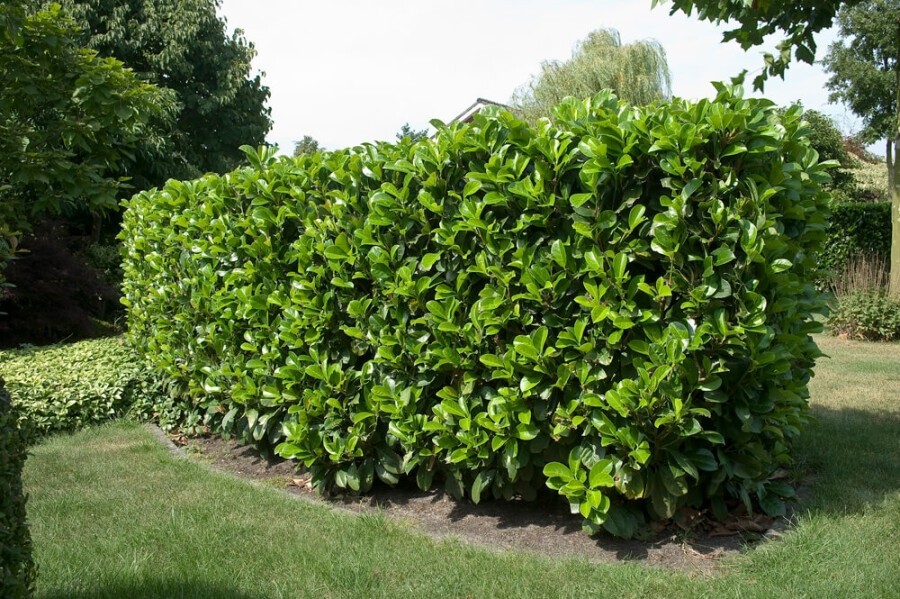 Laurel Hedging - Prunus laurocerasus ETNA Hedging Laurels - 100-120cms