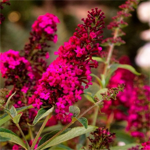 Buddleia shrubs for sale | Buy Buddleia plants UK delivery