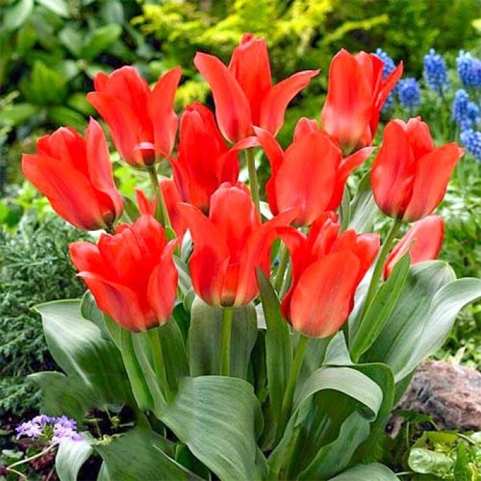 Tulip Oriental Beauty - Pack of 75