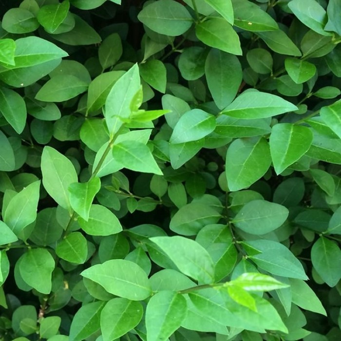 Privet Leaves