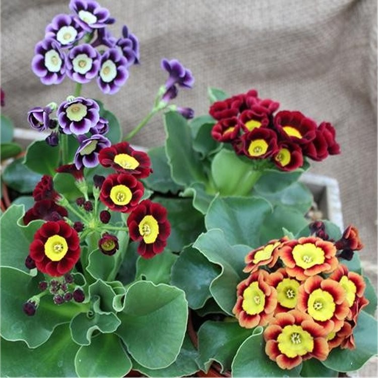Auricula Plant Collection - Pack of THREE Plants