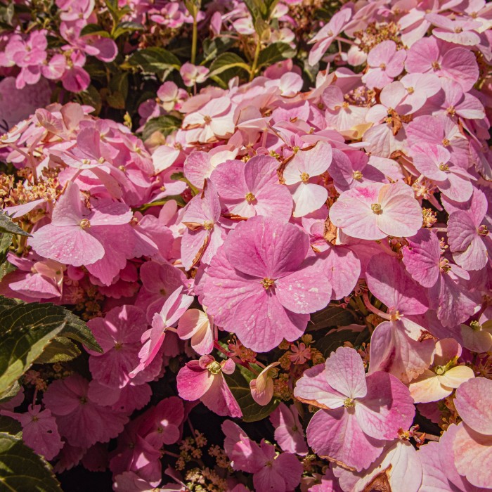 Hydrangea French Bolero Pink