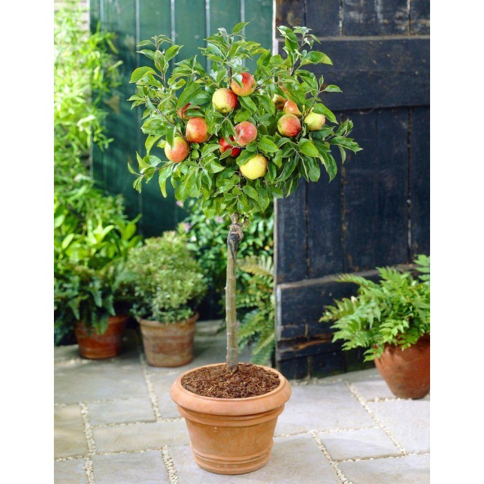Patio Fruit Tree - Compact Apple 'Braeburn' Tree