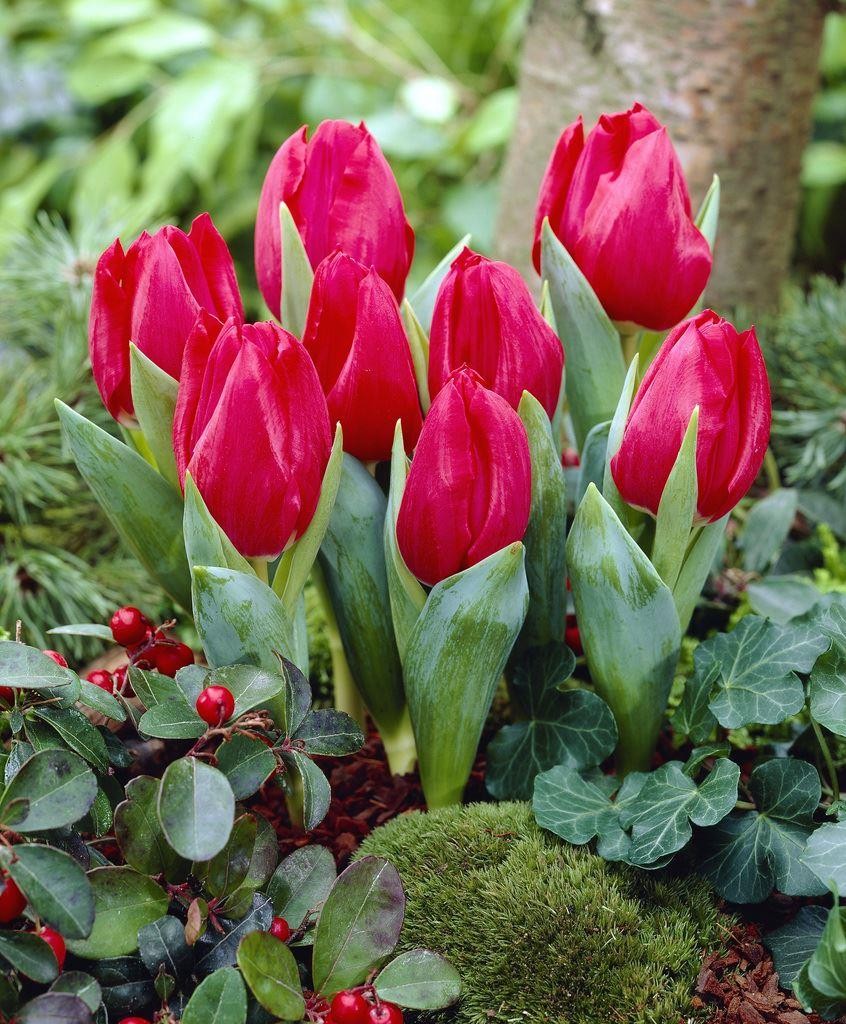Tulipa Movie Star - Dwarf Red Tulips - THREE lovely Pot fulls
