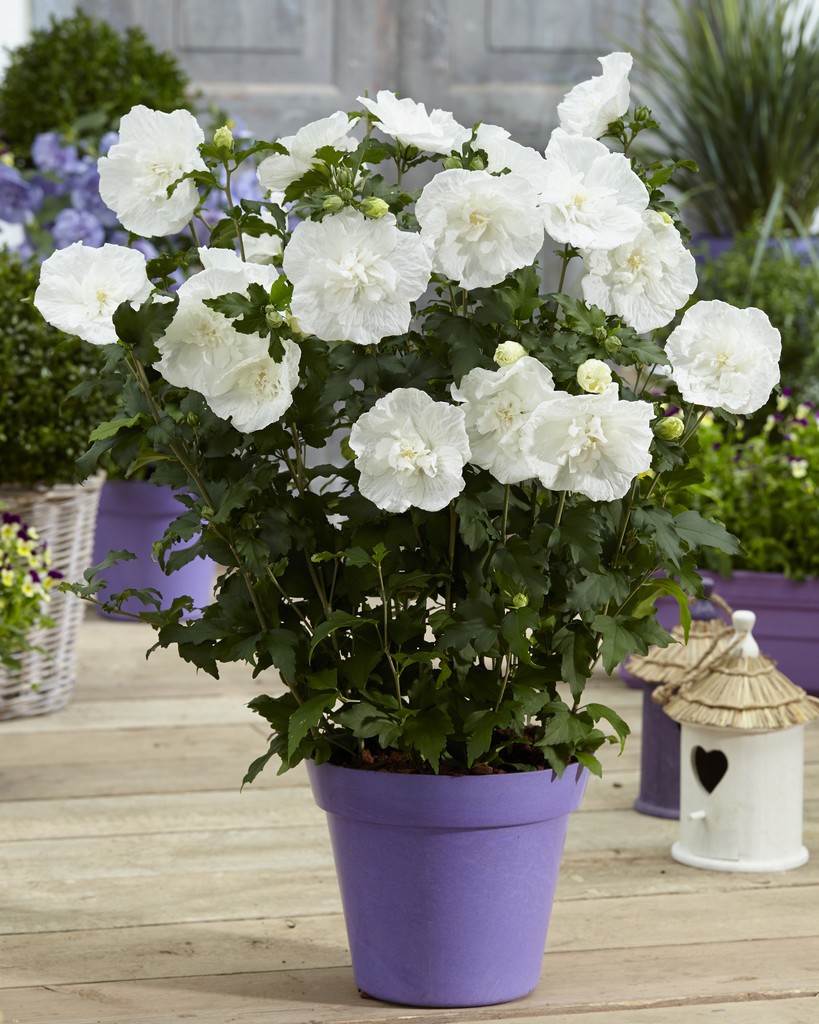 Hibiscus Syriacus White Chiffon Double Flowered Tree Hollyhock