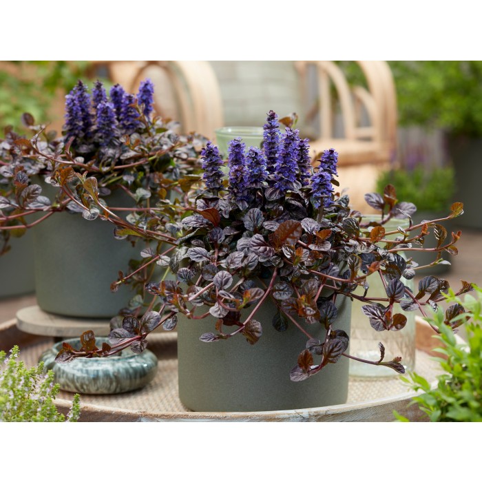 Ajuga Fierce Falcon - Feathered Friends