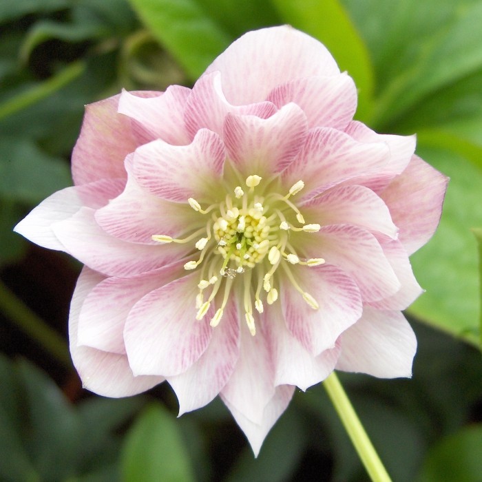 Connoisseur Helleborus Plants Collection - Pack of FOUR assorted Double ...